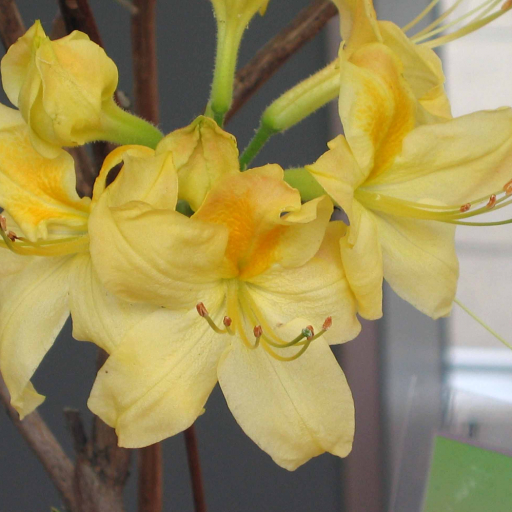 Chinese Azalea (Rhododendron Molle) Plant Care & How to Grow, Water