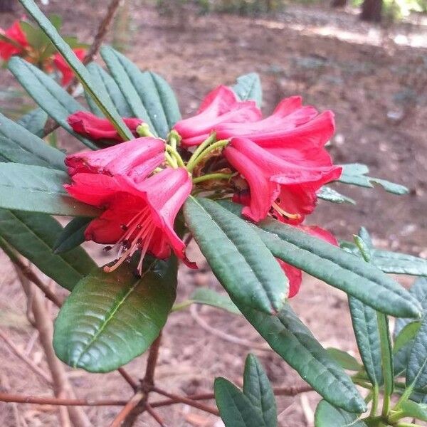 Rhododendron Neriiflorum Plant Care & How to Grow, Water