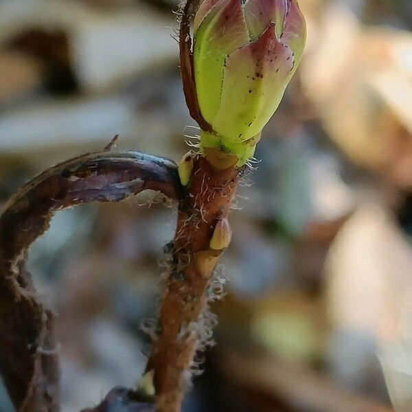Rhododendron Nipponicum Plant Care & How to Grow, Water