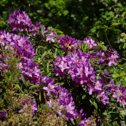 Rhododendron Obtusum Plant Care & How to Grow, Water
