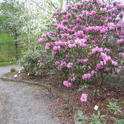 Rhododendron Oreodoxa Plant Care & How to Grow, Water