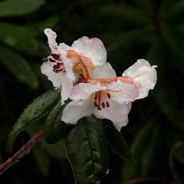 Rhododendron Pendulum Care Guide: Water, Soil & Propagation - Plantiary