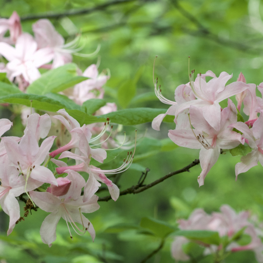 Early Azalea (Rhododendron Prinophyllum) Plant Care & How to Grow, Water