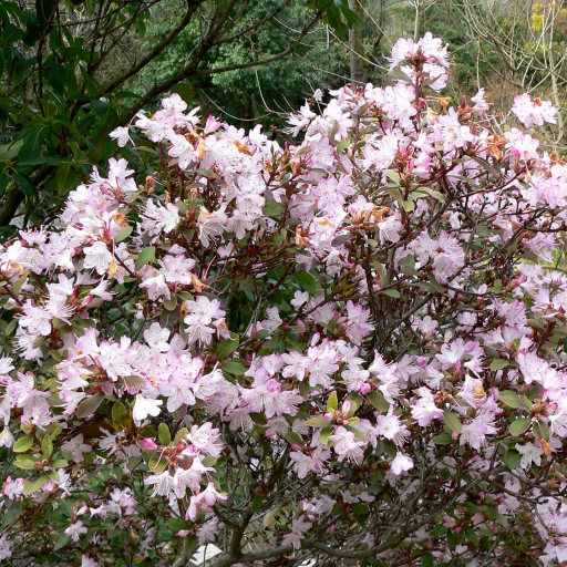 Rhododendron Racemosum Care Guide: Water, Soil & Propagation - Plantiary