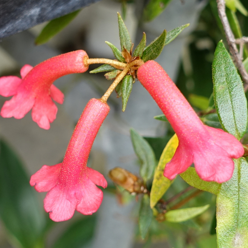 Rhododendron Rarum Care Guide: Water, Soil & Propagation - Plantiary