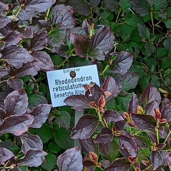 Acai Palm (Euterpe Oleracea) Plant Care & How to Grow, Water