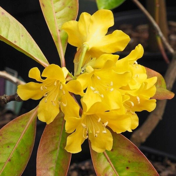 Rhododendron Robinsonii Care Guide: Water, Soil & Propagation - Plantiary