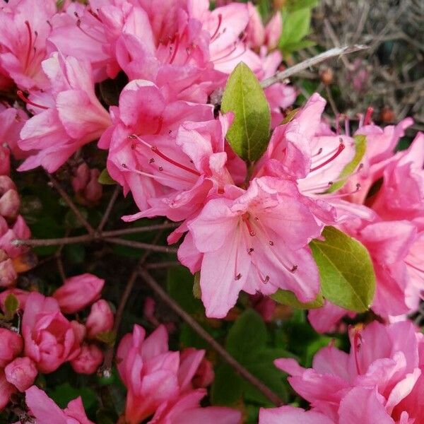 Roseshell Azalea (Rhododendron Roseum) Plant Care & How to Grow, Water