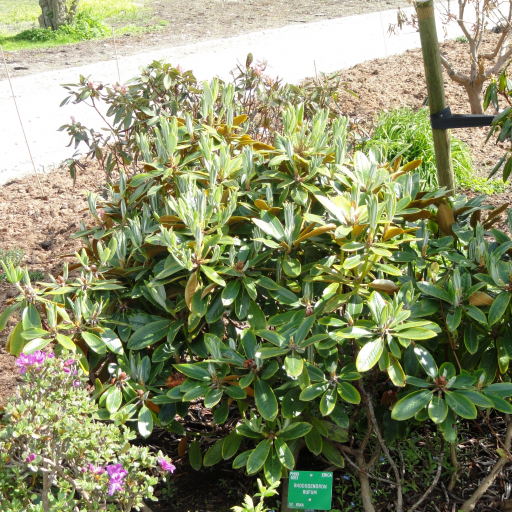 Rhododendron Rufum Plant Care & How to Grow, Water