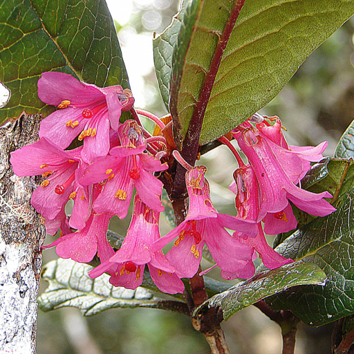 Rhododendron Rugosum Plant Care & How to Grow, Water