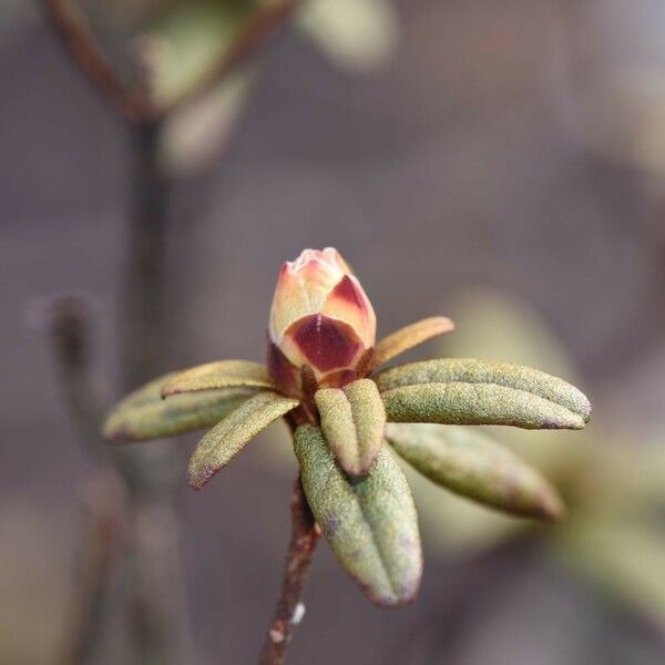 Rhododendron Rupicola Plant Care & How to Grow, Water