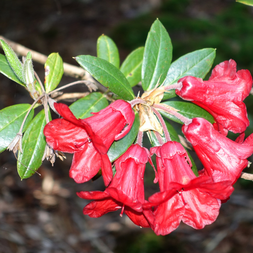 Rhododendron Sanguineum Plant Care & How to Grow, Water
