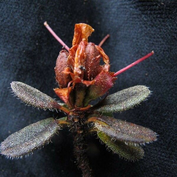 Rhododendron Setosum Care Guide: Water, Soil & Propagation - Plantiary