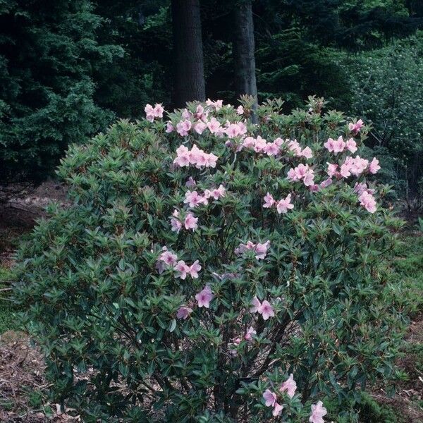 Rhododendron Shweliense Care Guide: Water, Soil & Propagation - Plantiary