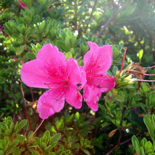 Azalea (Rhododendron Simsii) Plant Care & How to Grow, Water