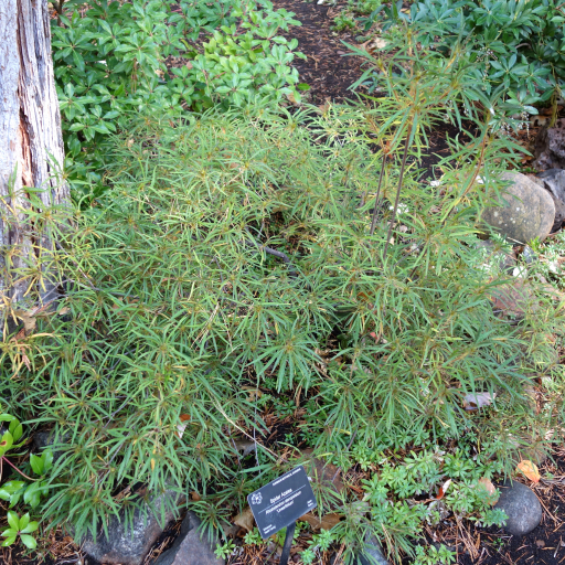 Rhododendron (Rhododendron Stenopetalum) Care Guide: Water, Soil ...