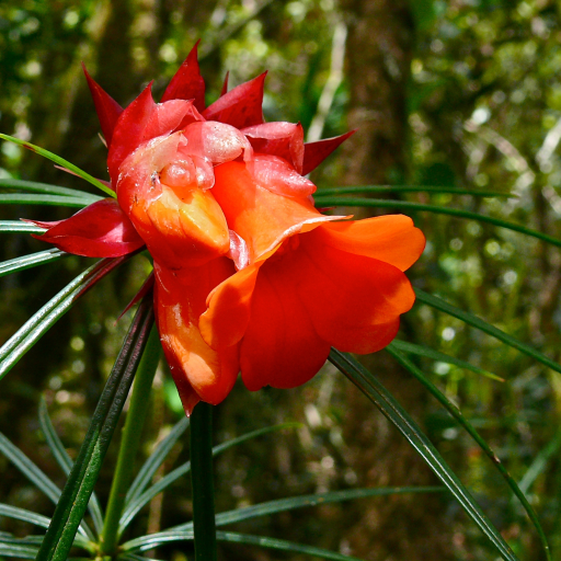 Rhododendron Stenophyllum Plant Care & How to Grow, Water
