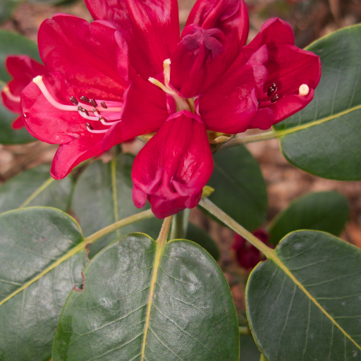 Thomson's Rhododendron (Rhododendron Thomsonii) Care Guide: Water, Soil ...