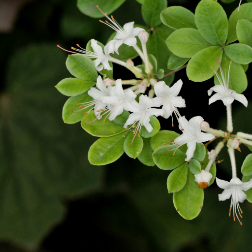 Swamp Azalea (Rhododendron Viscosum) Plant Care & How to Grow, Water