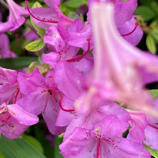 Rhododendron Wadanum Plant Care & How to Grow, Water