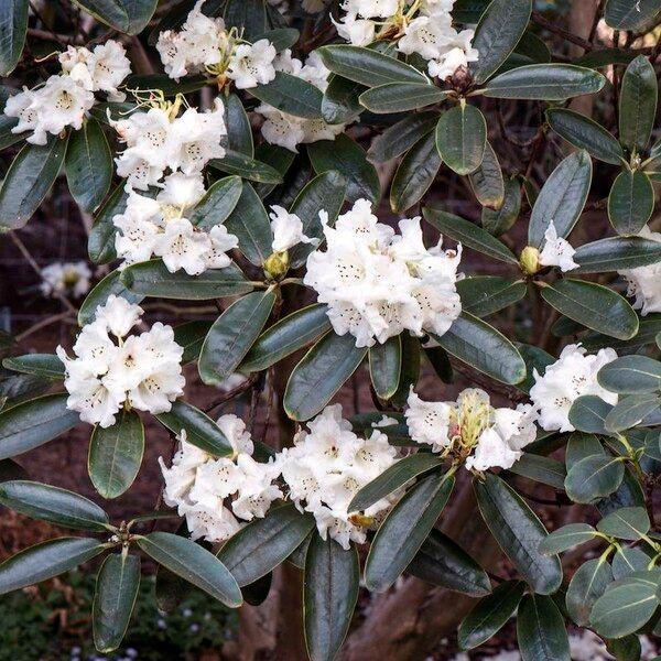Rhododendron Wightii Care Guide: Water, Soil & Propagation - Plantiary