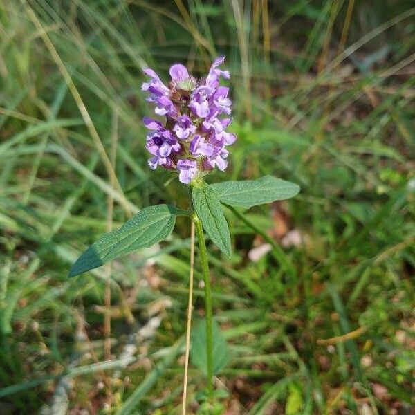 Texas Sandmint (Rhododon Ciliatus) Plant Care & How to Grow, Water