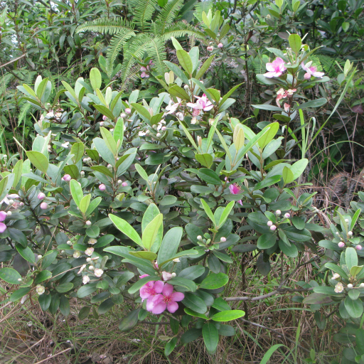 Rose Myrtle (Rhodomyrtus Tomentosa) Plant Care & How to Grow, Water