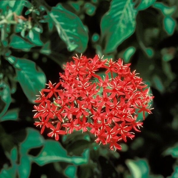 Rhodopentas Bussei Plant Care & How to Grow, Water