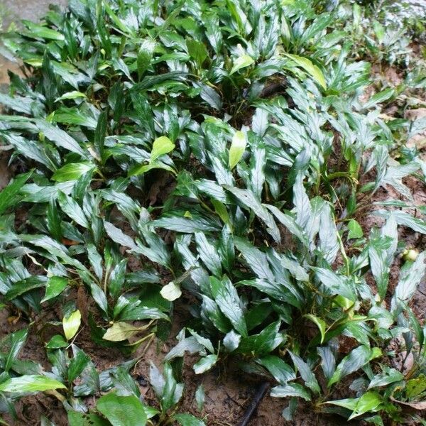 Rhodospatha Latifolia Plant Care & How to Grow, Water