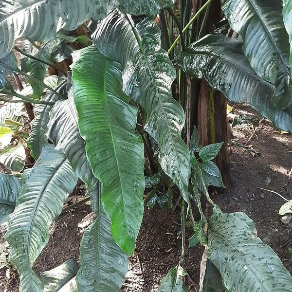 Rhodospatha Oblongata Plant Care & How to Grow, Water