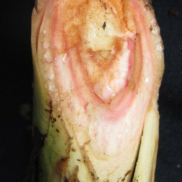 Rhodospatha Wendlandii Plant Care & How to Grow, Water