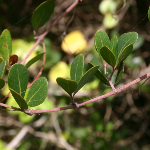 Baboon Grape (Rhoicissus Digitata) Care Guide: Water, Soil ...