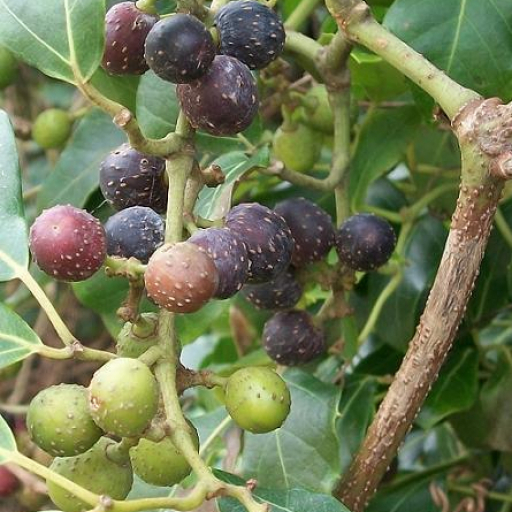 Grape Ivy (Rhoicissus Rhomboidea) Plant Care & How to Grow, Water
