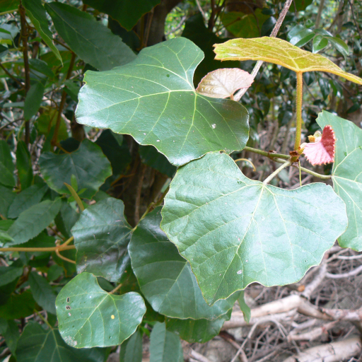 Forest Grape (Rhoicissus Tomentosa) Plant Care & How to Grow, Water
