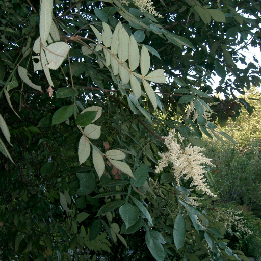 Chinese Gall (Rhus Chinensis) Plant Care & How to Grow, Water