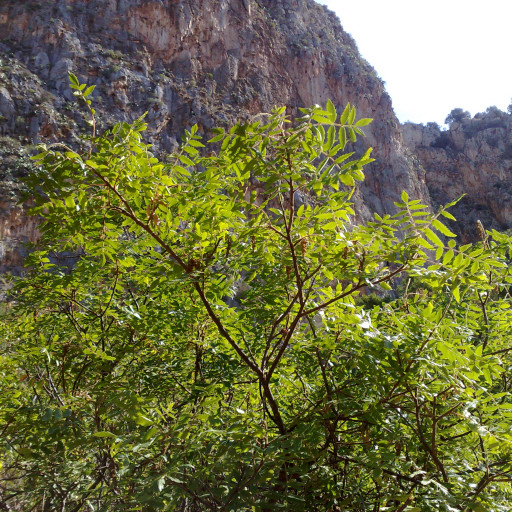 Sicilian Sumac (Rhus Coriaria) Plant Care & How to Grow, Water