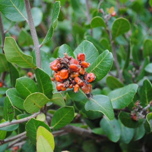 Lemonade Sumac (Rhus Integrifolia) Plant Care & How to Grow, Water