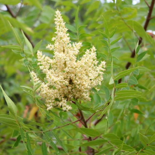 Prairie Sumac (Rhus Lanceolata) Plant Care & How to Grow, Water