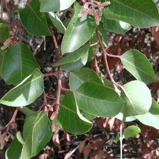 Sugar Sumac (Rhus Ovata) Plant Care & How to Grow, Water