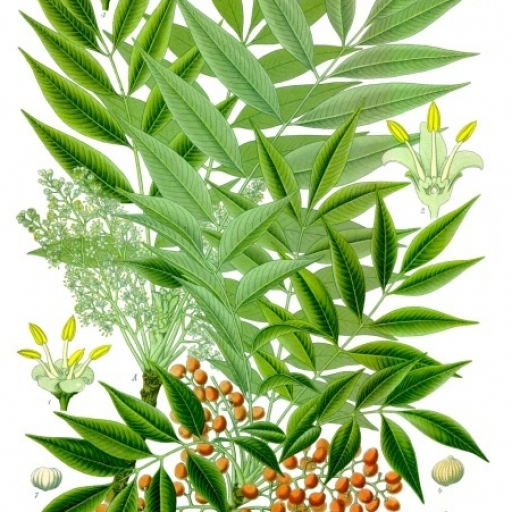 Japanese Wax Tree (Rhus Succedanea) Plant Care & How to Grow, Water