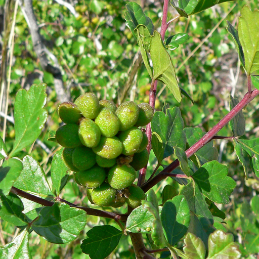 Skunk-Bush Sumac (Rhus Trilobata) Plant Care & How to Grow, Water