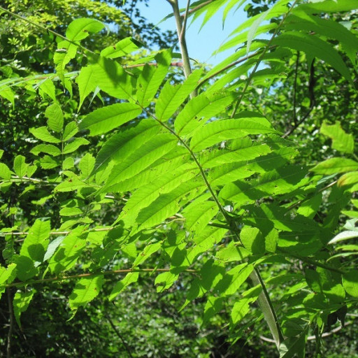 Staghorn Sumac (Rhus Typhina) Plant Care & How to Grow, Water