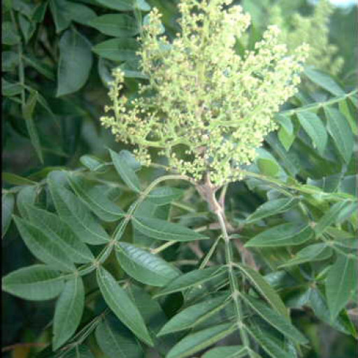 Sumacs (Rhus) Plant Care & How to Grow, Water