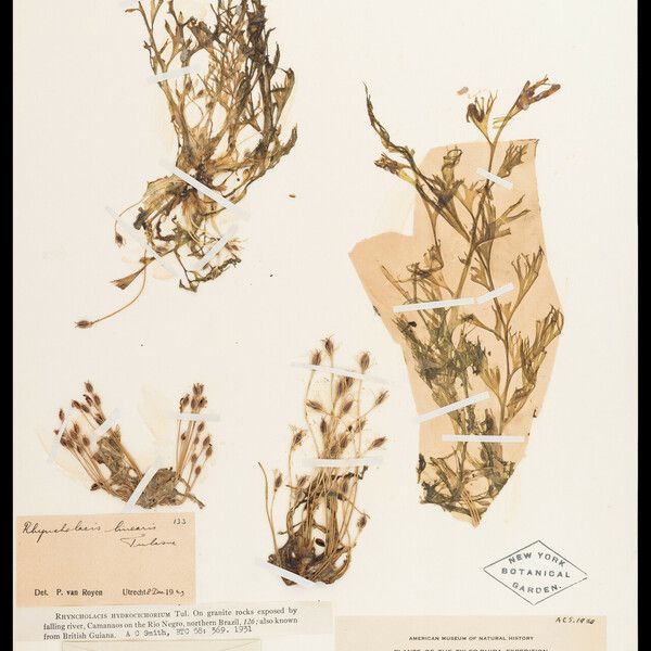Rhyncholacis Hydrocichorium Care Guide: Water, Soil & Propagation ...