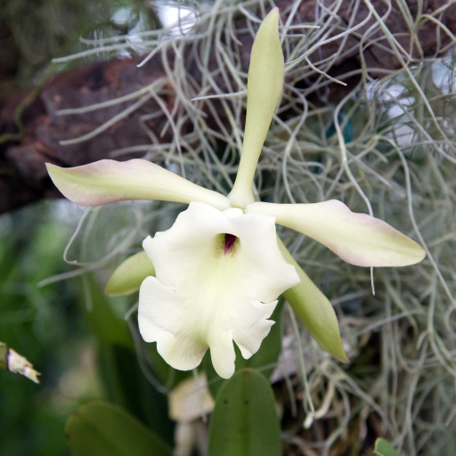 Glaucous Beaked Laelia (Rhyncholaelia Glauca) Plant Care & How to Grow ...