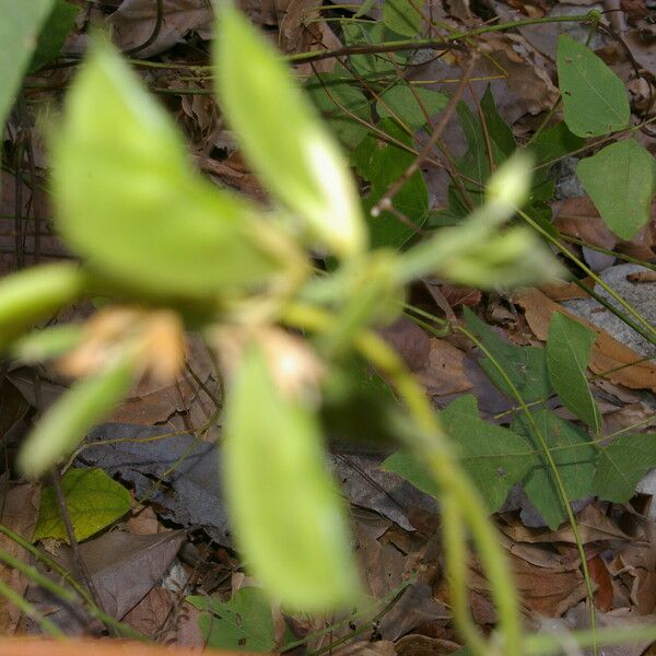 Rhynchosia Calycosa Plant Care & How to Grow, Water