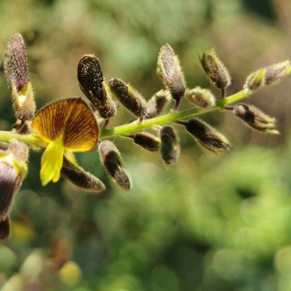 Rosary Snoutbean (Rhynchosia Precatoria) Plant Care & How to Grow, Water