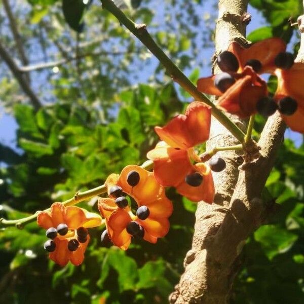 Winding Snoutbean (Rhynchosia Volubilis) Plant Care & How to Grow, Water