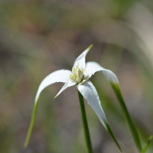 Star Sedge (Rhynchospora Colorata) Plant Care & How to Grow, Water