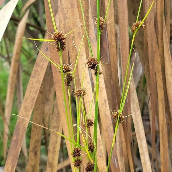 Fascicled Beak Sedge (Rhynchospora Fascicularis) Care Guide: Water ...
